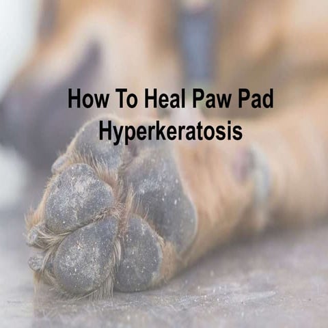 How To Treat Hyperkeratosis In Dogs