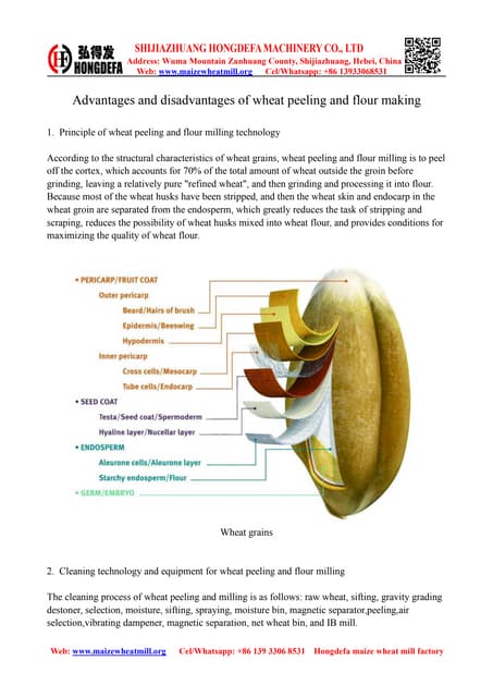 Milling of Wheat Flour | PDF | Chemistry | Science