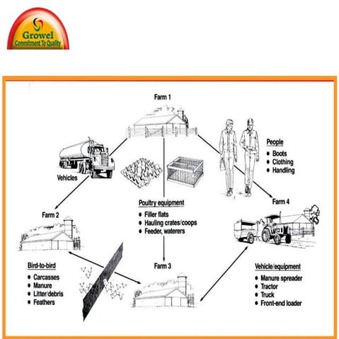 How To Implement Bio-Security in Poultry | PDF