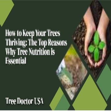 how to keep your trees thriving the top reasons why tree nutrition is ...