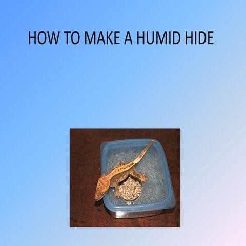 How to make a humid hide | PPT