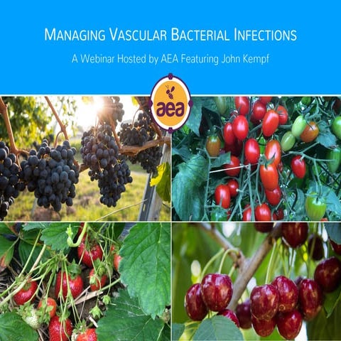 How to Manage Vascular Bacterial Infections | PDF