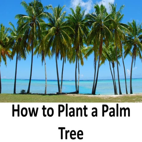 How to plant a palm tree | PPT