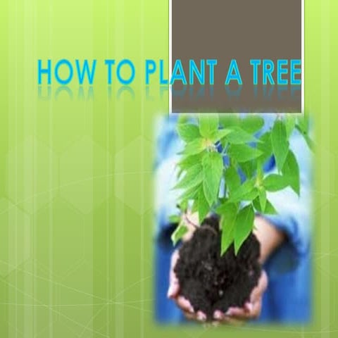 How to plant a tree | PPT