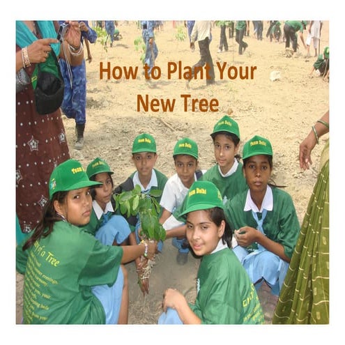 How To Plant A Tree | PPT