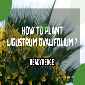 How to Plant ligustrum ovalifolium for Garden | PPTX