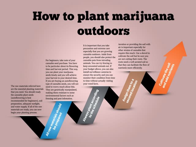 All you need to know about ak47 autoflowering | PDF