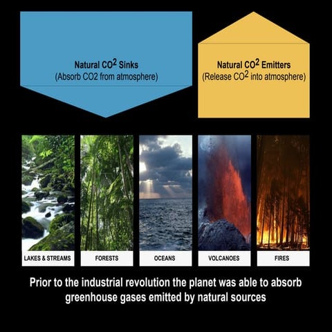 Earth's carbon sinks and sources | PDF