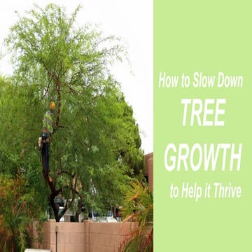 How to Slow Down Tree Growth to Help it Thrive | PDF