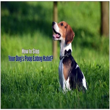 How to Stop Your Dog's Poop Eating Habit | PPTX