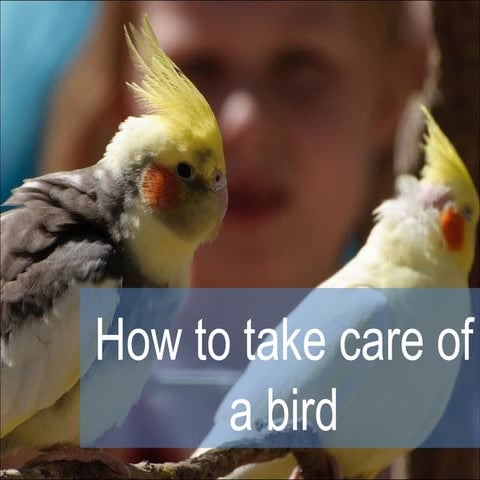 How to take care a bird | PPT