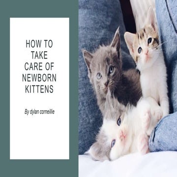 How to take care of newborn kittens. | PPTX
