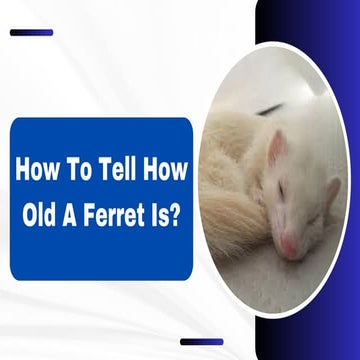 How To Tell How Old A Ferret Is.pdf