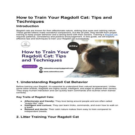 How to Train Your Ragdoll Cat_ Tips and Techniques.docx