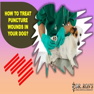 How to Treat Puncture Wounds in your Dog | PPT