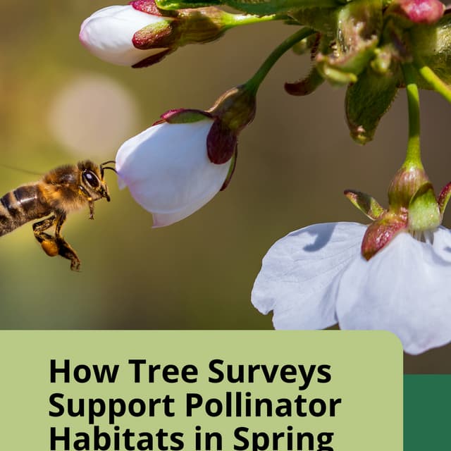 How Tree Surveys Support Pollinator Habitats in Spring | PDF