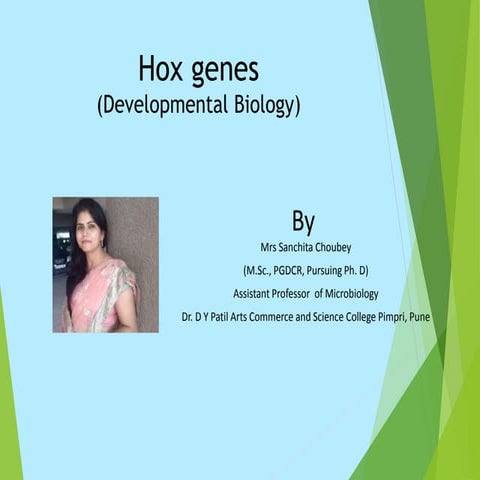 Hox genes | PPT