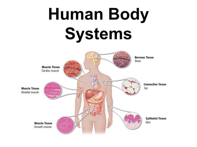 Earth and Life Science - Grade 11 (Organ Systems) | PPTX