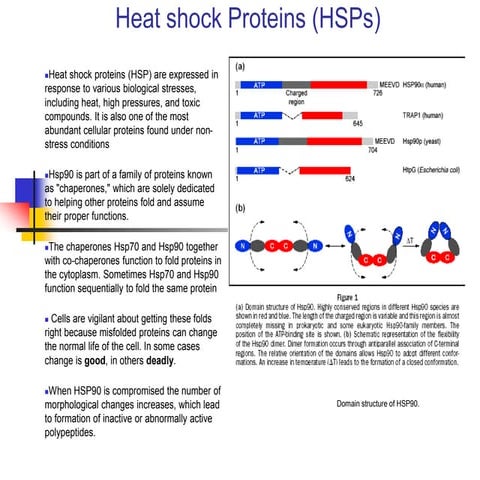 HSPs.ppt