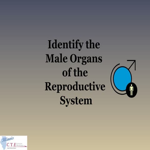 Identify the Male Organs of the Reproductive System | PPT