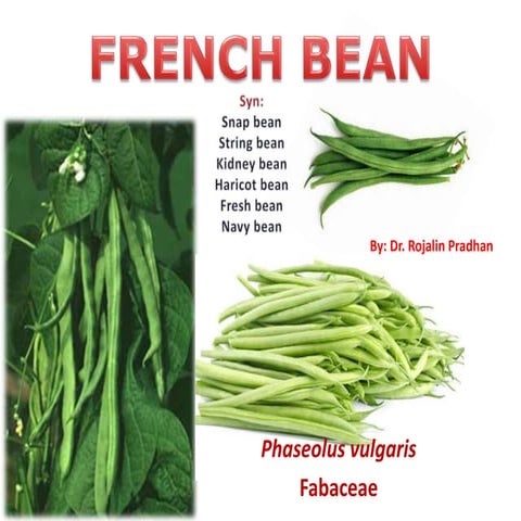 (HT-213)FRENCH BEAN.pptx