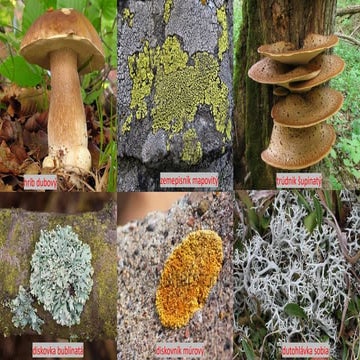 Huby a lišajníky_obrázky.pdf