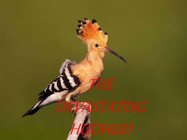 Cyclone Case Study Odisha 1999 Super Cyclone in India. | PPTX | Weather ...