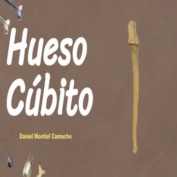 Cubito y radio (m) | PPTX