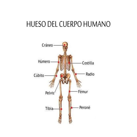 Huesos Del Cuerpo Humano Pptx