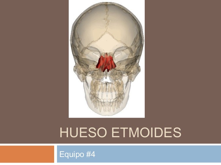 Odontología: Anatomía Humana I - Hueso Etmoides