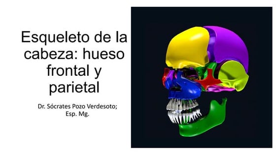 Hueso frontal | PPTX | Bone and Joint Conditions | Diseases and Conditions