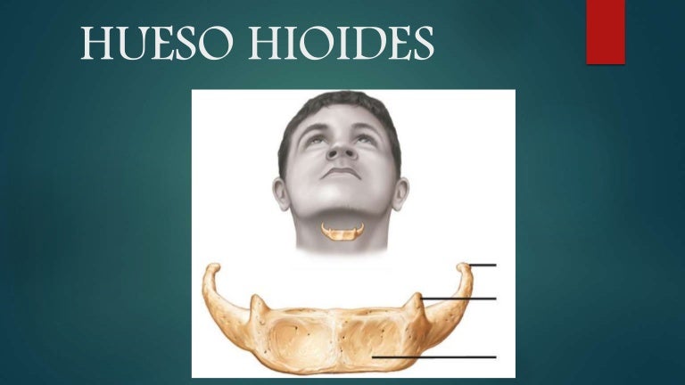 Hueso hioides