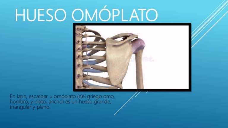 Hueso omoplato