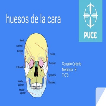 Huesos de la cara | PDF