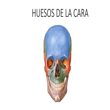 Hueso cigomático o malar | PPTX