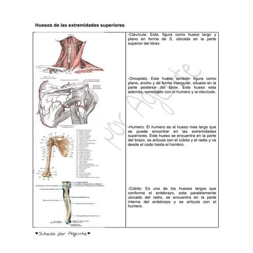 Extremidades superiores del cuerpo humano