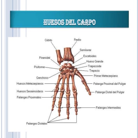 Huesos Del Carpo Cirugía De Los Traumatismos Recientes Del Carpo