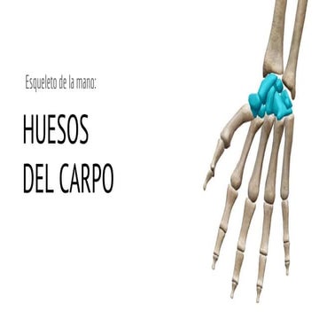 Anatomía del esqueleto de los huesos del carpo | PPTX