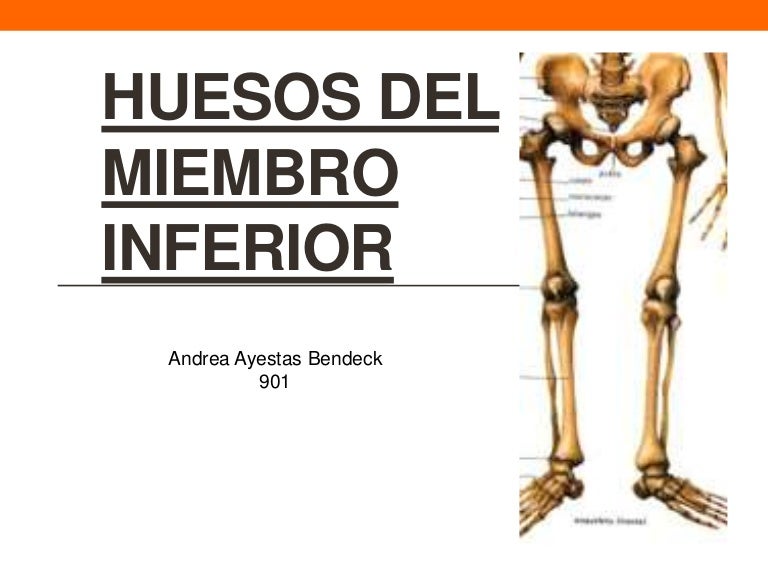 Huesos del miembro inferior