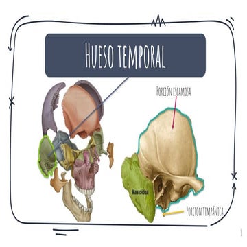 Hueso temporal y maxilar | PDF