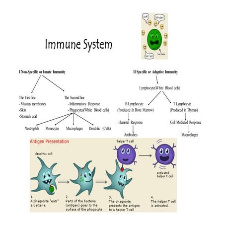 Immune System | DOCX