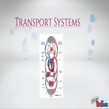 Human Circulation | PPT