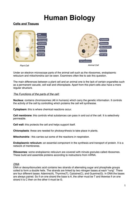 Edexcel IGCSE - Human Biology - Chapter 07 - Form & Movement | PDF ...