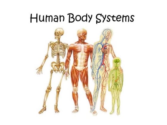 Human Body Systems PPT | PPT