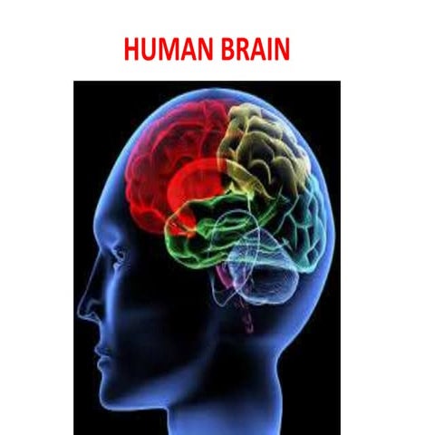 Human brain | PPTX