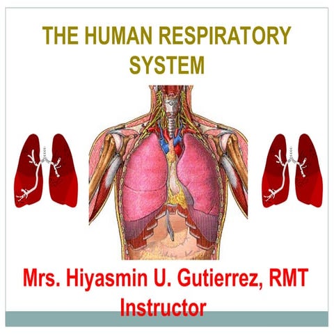HUMAN-RESPIRATORY-SYSTEM.ppt respiratory | PPT