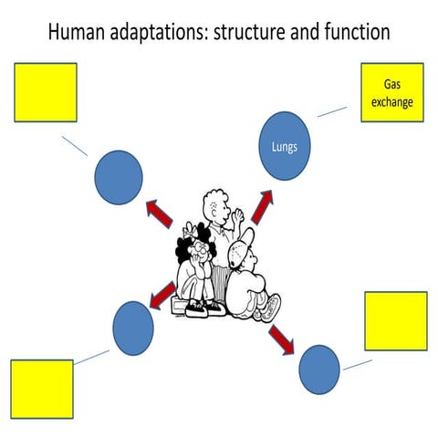 Human adaptations | PPTX