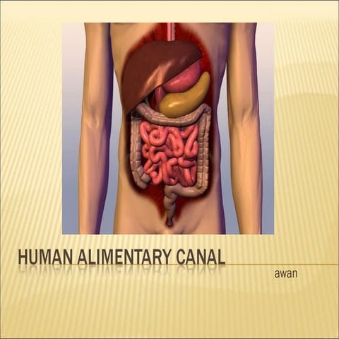 The Human Alimentary Canal Grade 9 Understanding For Digestive Enzyme