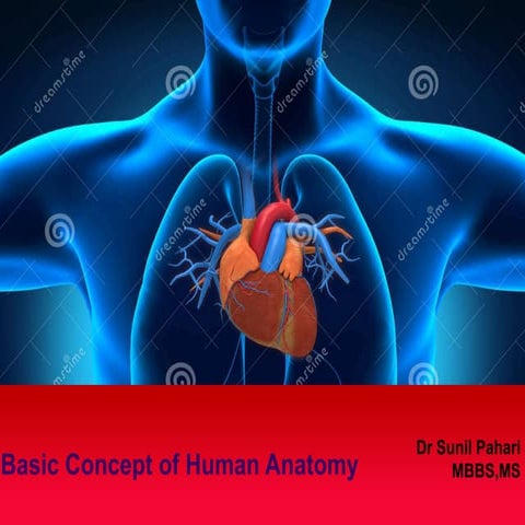 Human anatomy introduction | PPTX