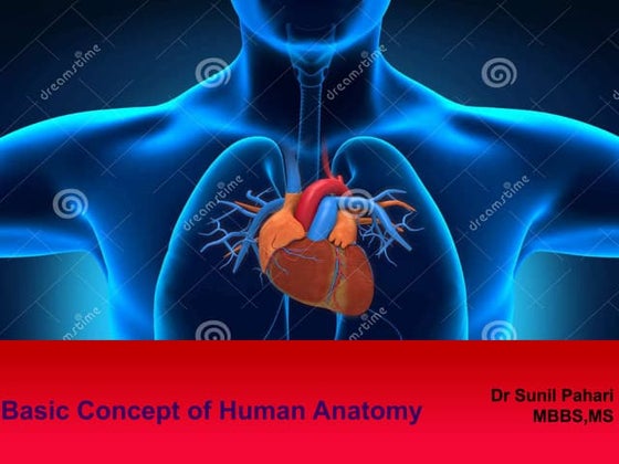 Human anatomy 1 | PPTX | Biological Sciences | Science